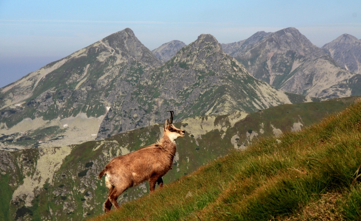 The wild animals of the Tatra Mountains | SLOVAKATION